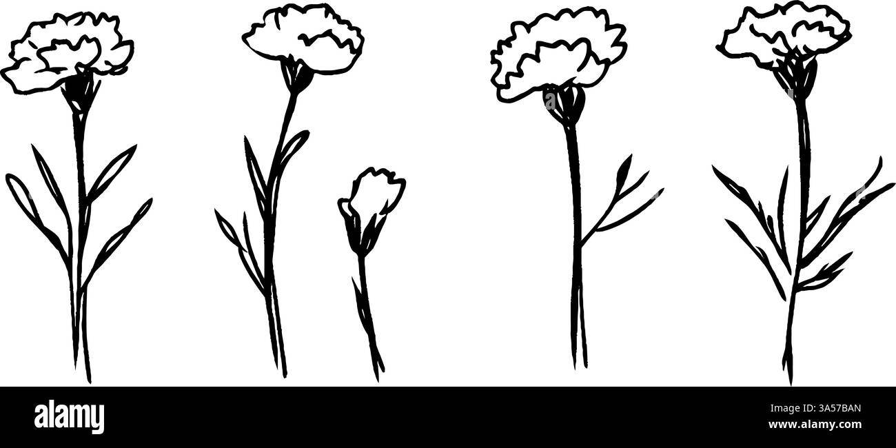 A series of four hand-drawn carnation flowers in various stages of ...