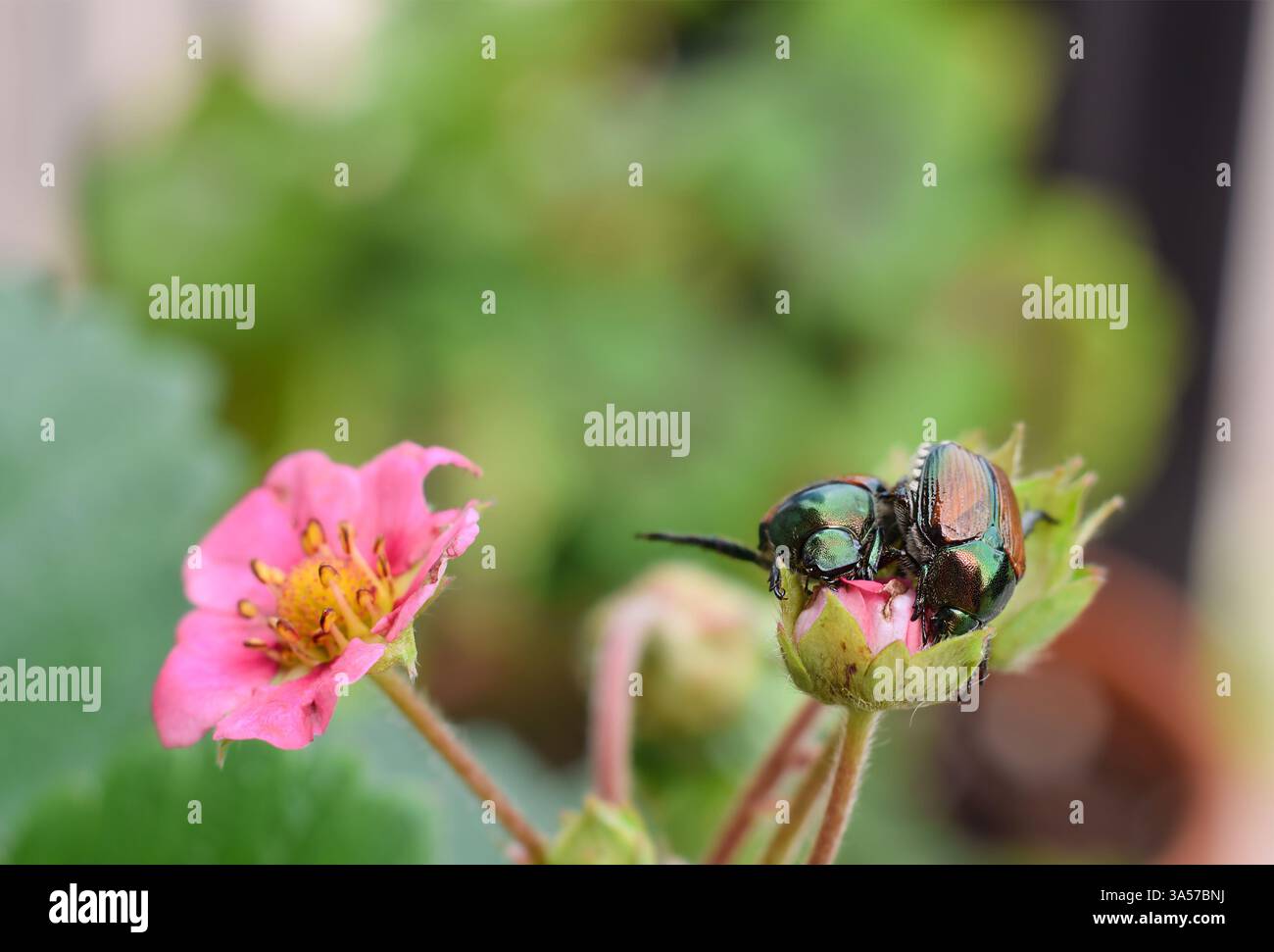 Two japanese beetles sitting on strawberry plant flower Stock Photo - Alamy