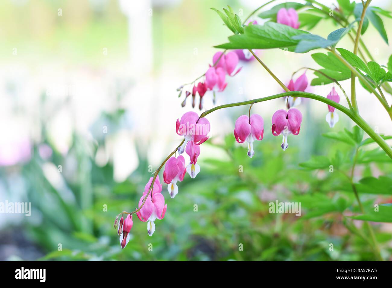 Bleeding hearts in garden hi-res stock photography and images - Alamy