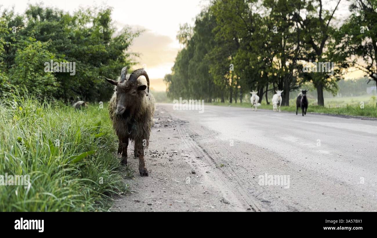 Curious male goat looking into camera and sniffing it outdoor. Cute ...