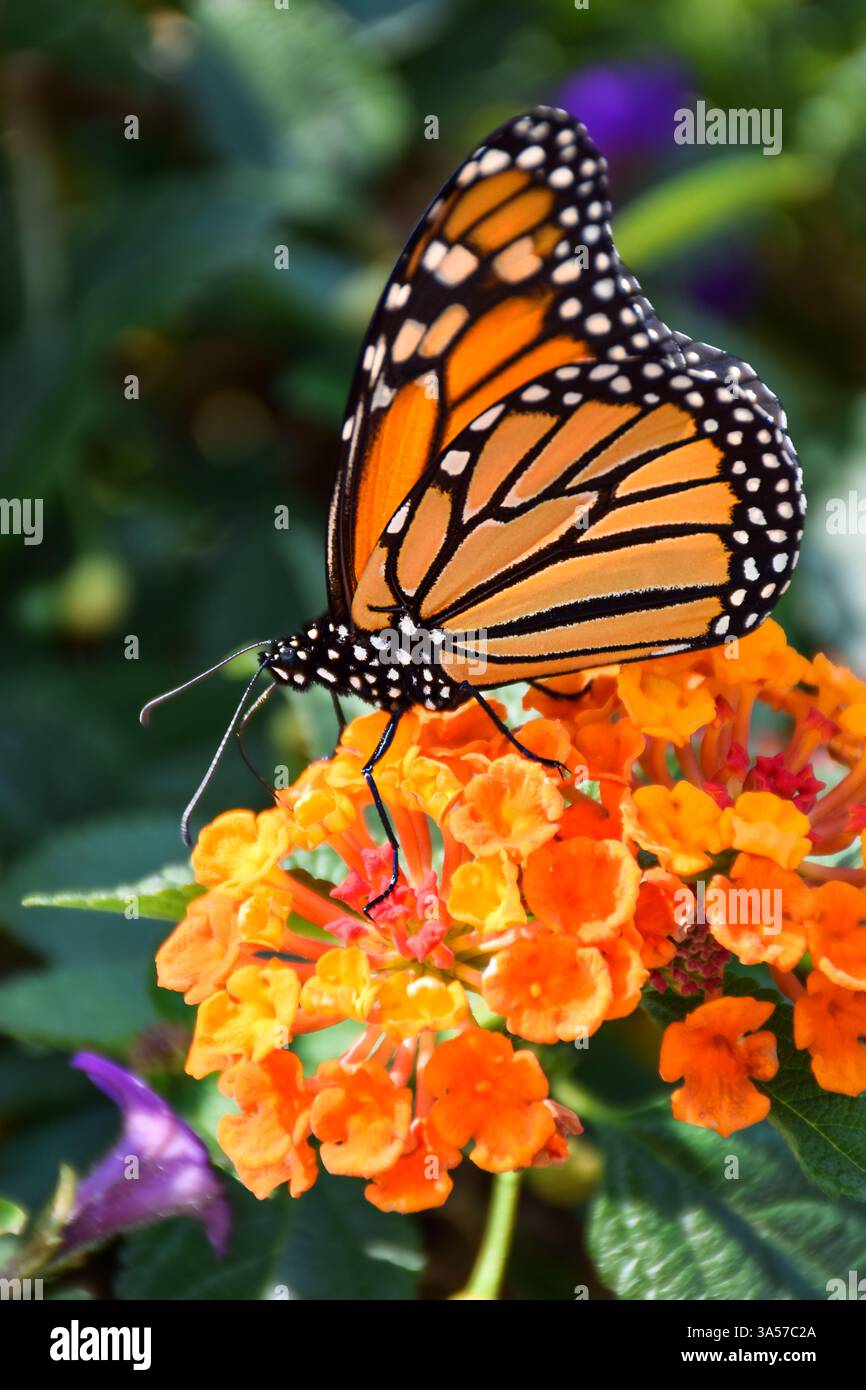 Monarch butterfly sitting on orange flowers Stock Photo - Alamy