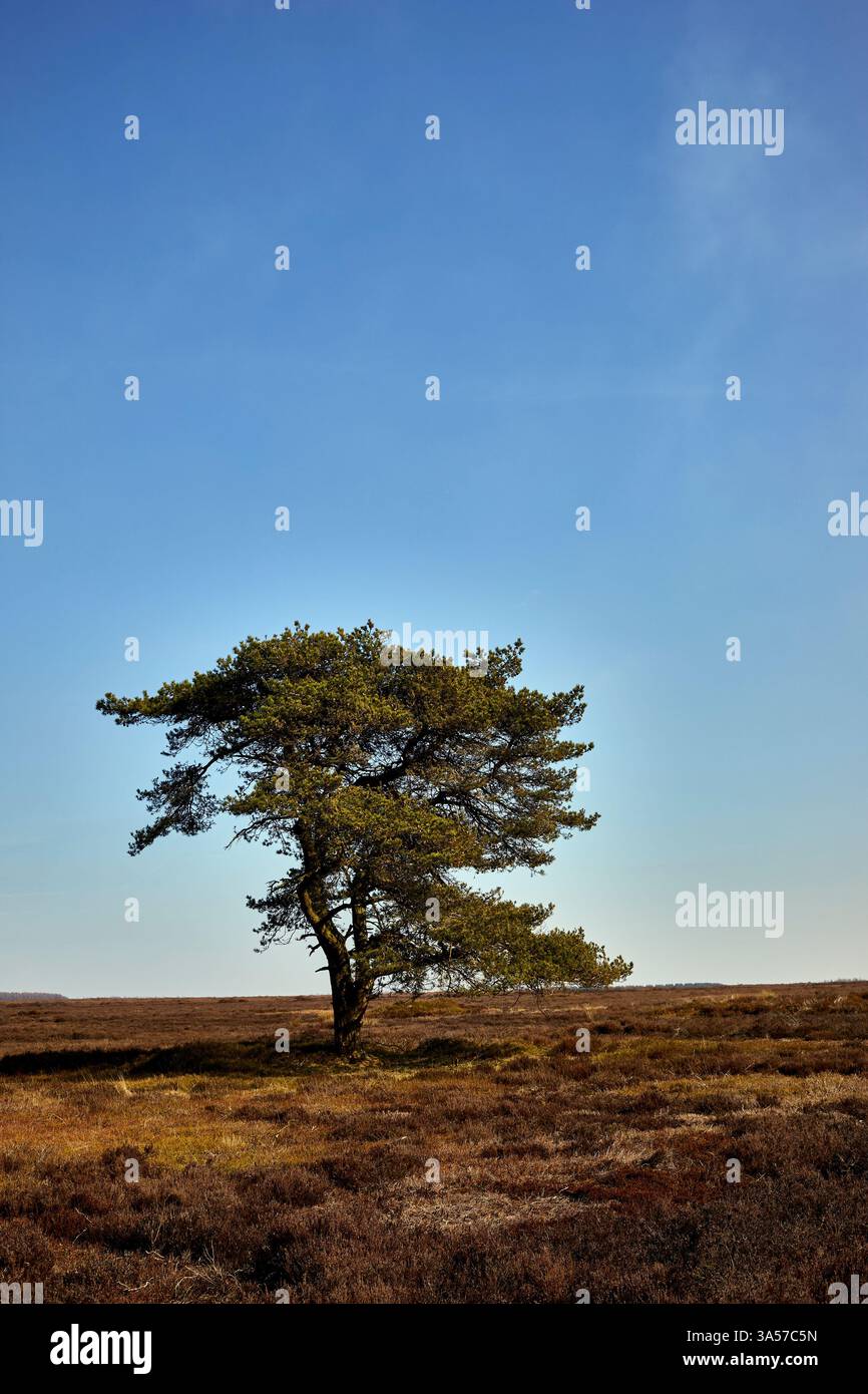 Single live tree still standing on moorland at Newgate bank, North ...