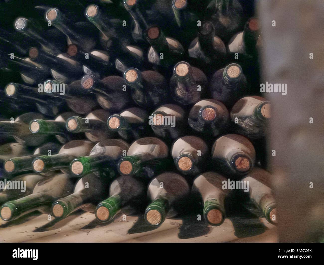 Bottles of Carmenere wine on a dusty shelf in an old wine cellar ...