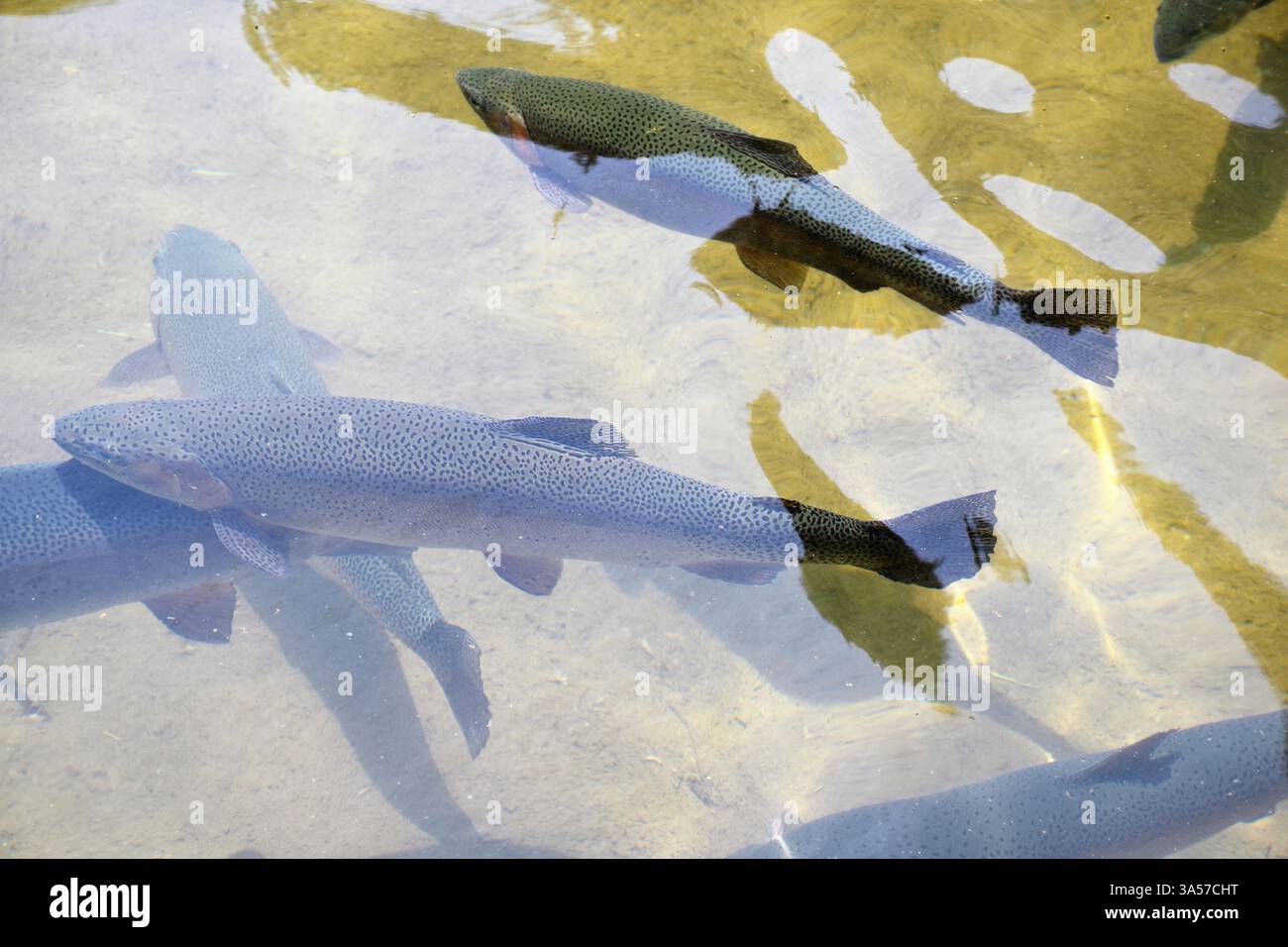 Artisanal trout farming contributes to sustaining the environment and ...