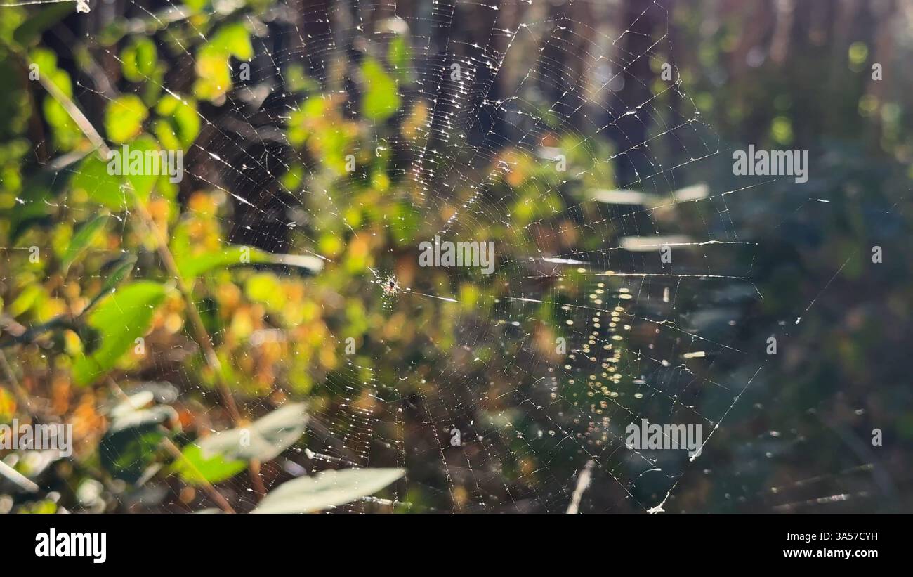 Spiderweb swaying in wind at forest with sunlight at background. Spider ...