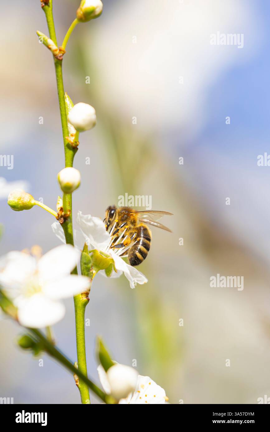 Side view of a bee gathering pollen from a white flower blossom Stock ...