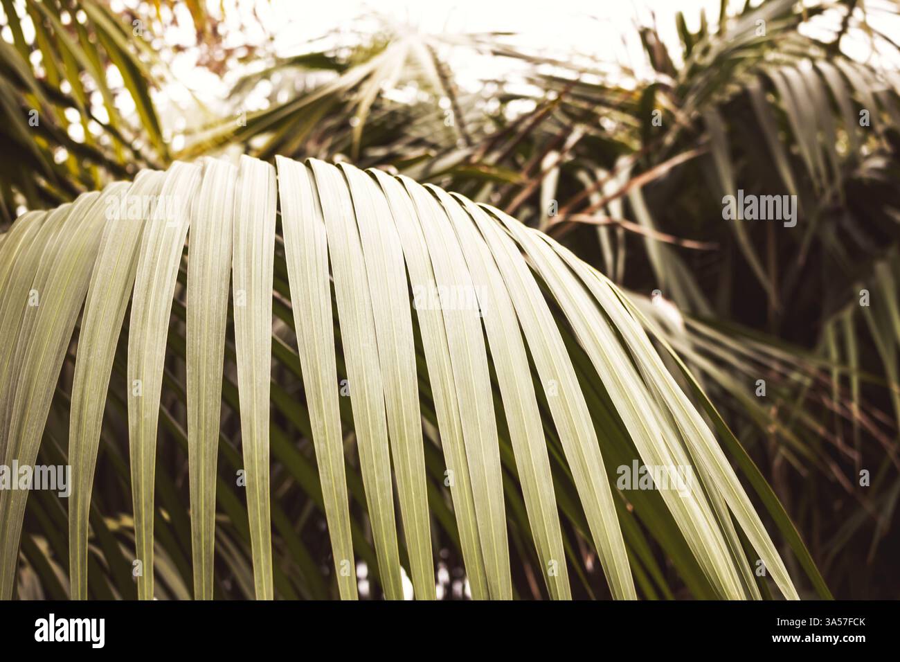 A view of a rustic tropical palm tree frond, as a background Stock ...