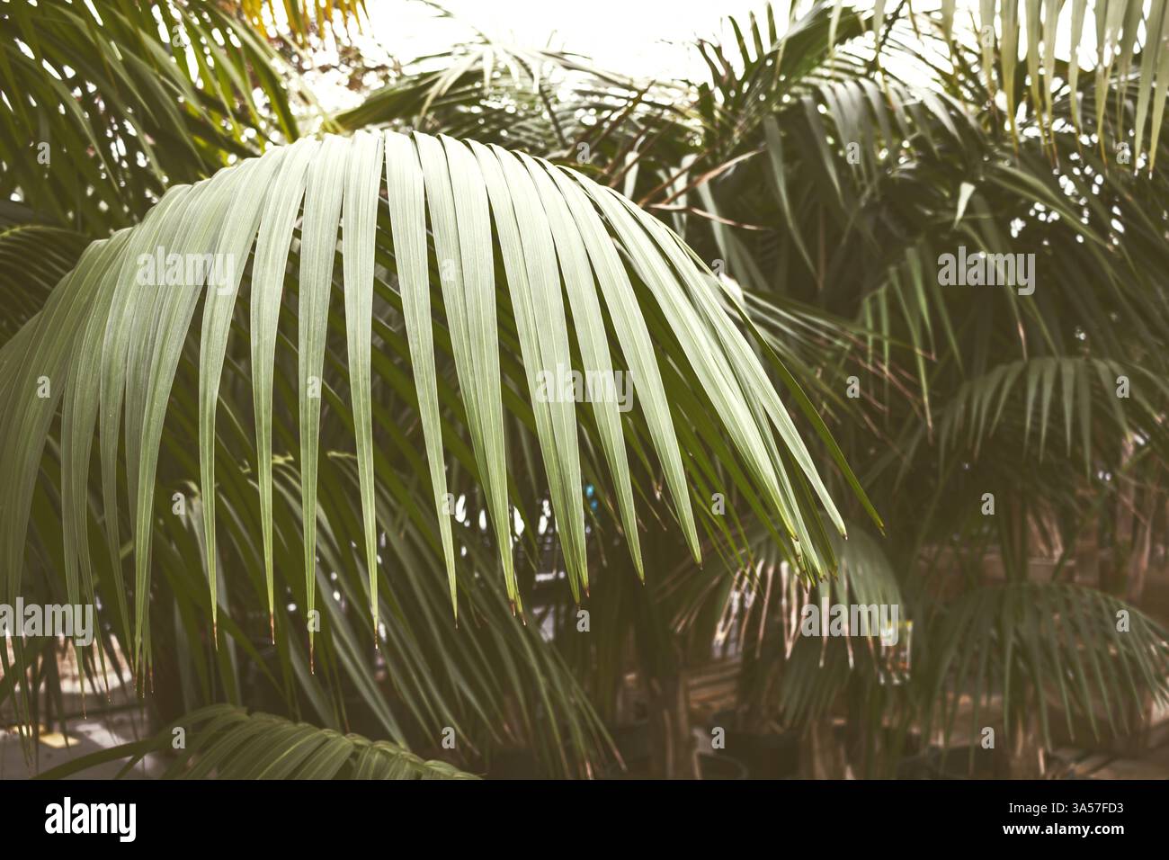 A view of a rustic tropical palm tree frond, as a background Stock ...