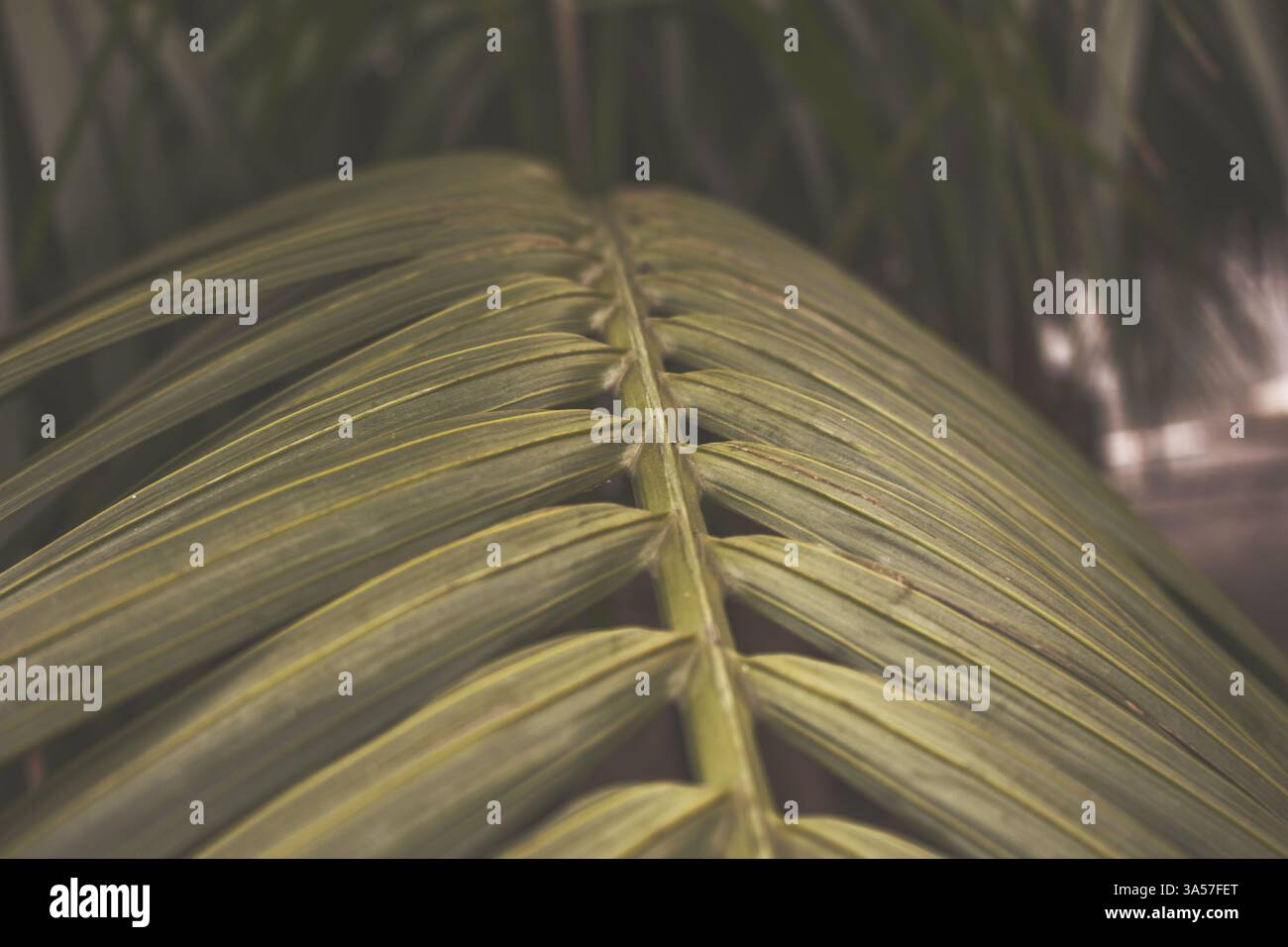 A view of a rustic tropical palm tree frond, as a background Stock ...