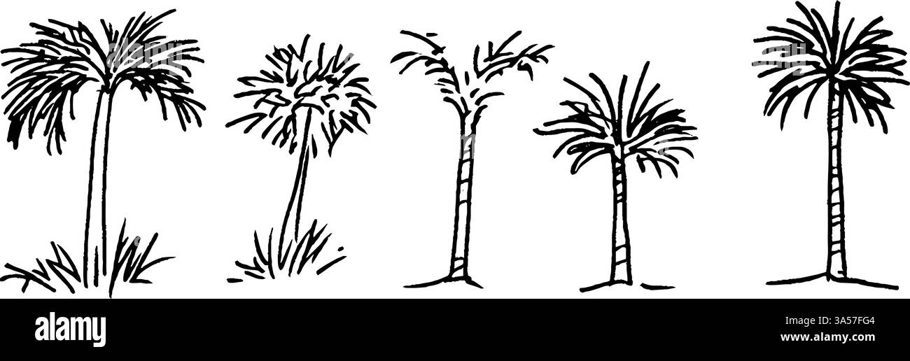 Crown trees in winter Cut Out Stock Images & Pictures - Alamy