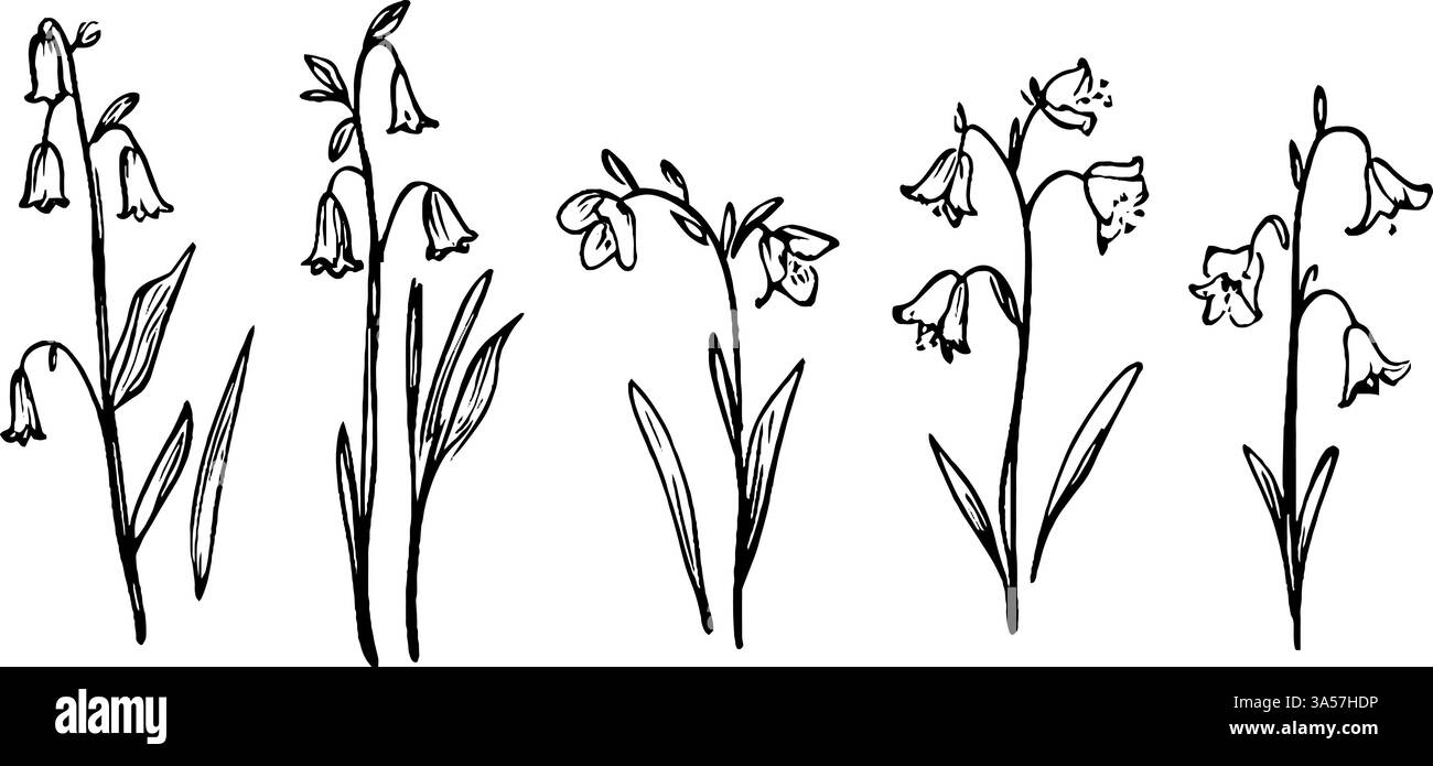 A collection of hand-drawn illustrations of bell-shaped flowers with ...