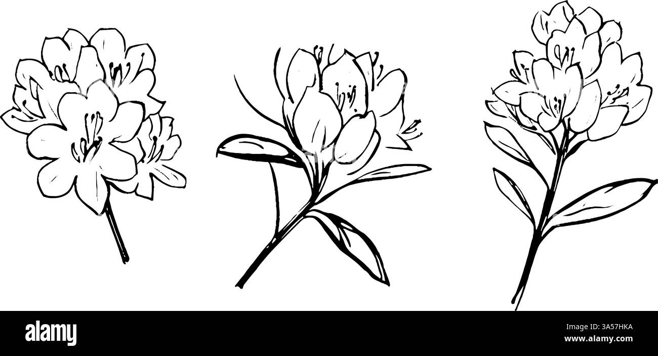 Three hand-drawn sketches of flowers, showcasing different angles and ...