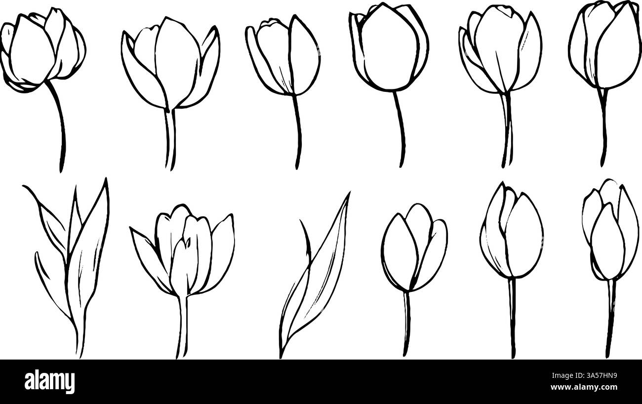 A collection of hand-drawn tulip illustrations in various styles and ...