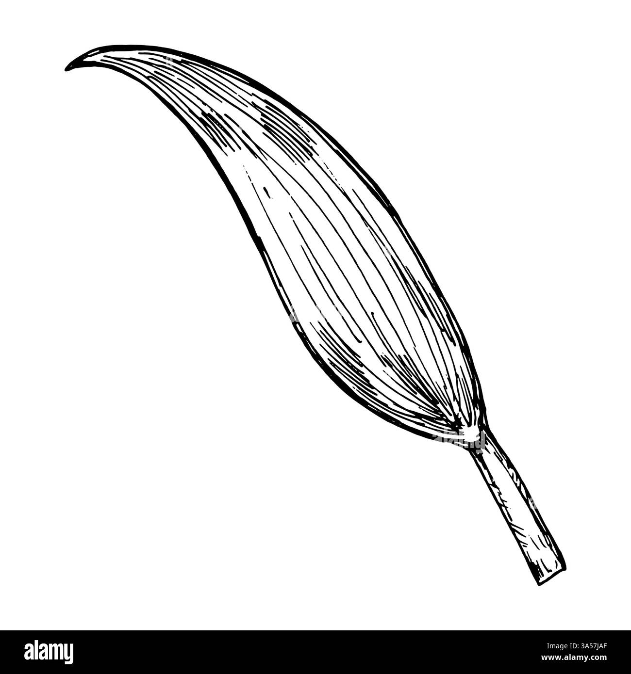 Hand-drawn tulip leaf in monochrome ink style. Botanical element for ...