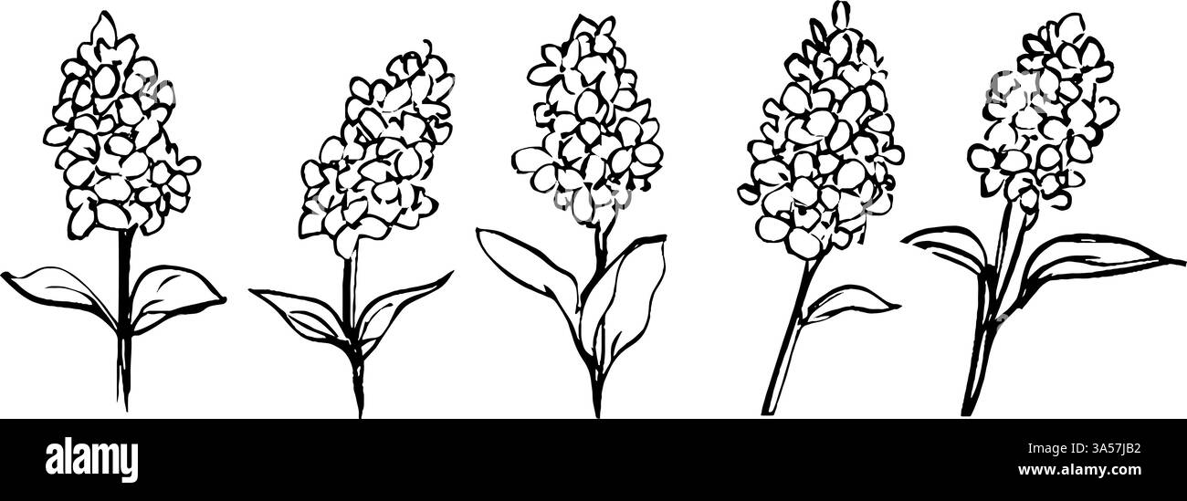 A series of five hand-drawn illustrations of flowers, showcasing ...