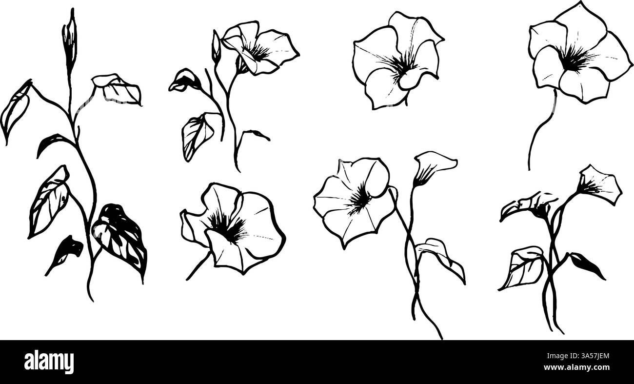 A collection of hand-drawn floral illustrations featuring various types ...
