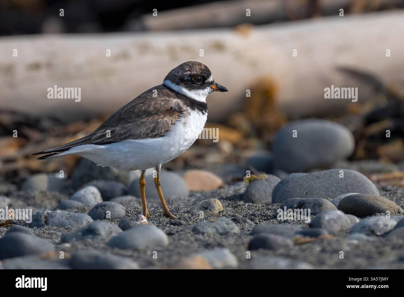 Semi-palmated Plover (Charadrius semipalmatus) in the Olympic National ...