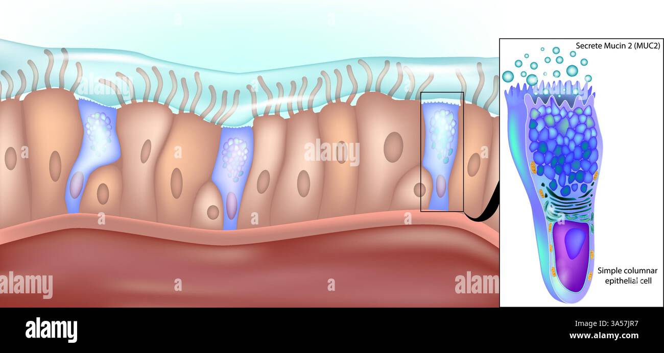 Simple columnar epithelial cells that secrete mucin 2 in the lower ...