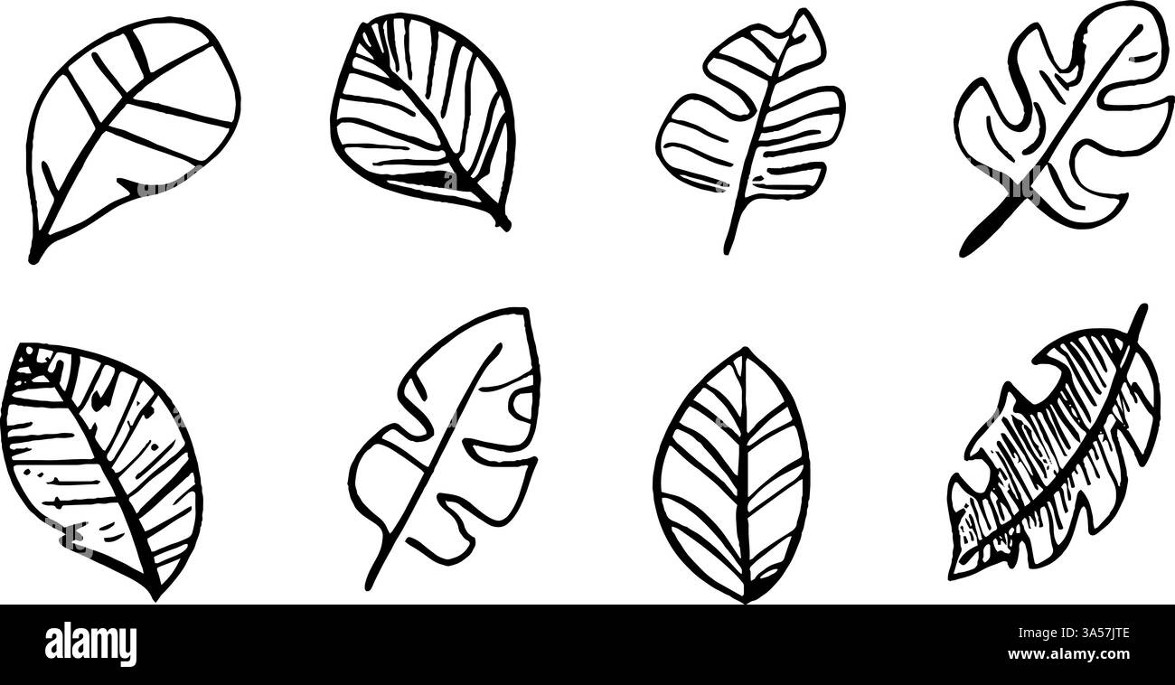 A collection of hand-drawn leaf illustrations featuring various shapes ...