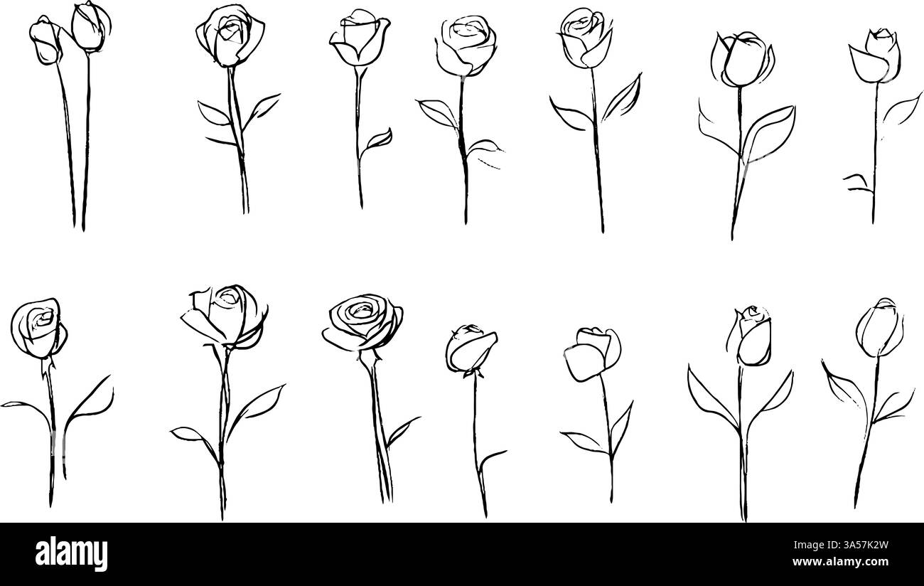 A collection of hand-drawn sketches of roses in various stages of bloom ...