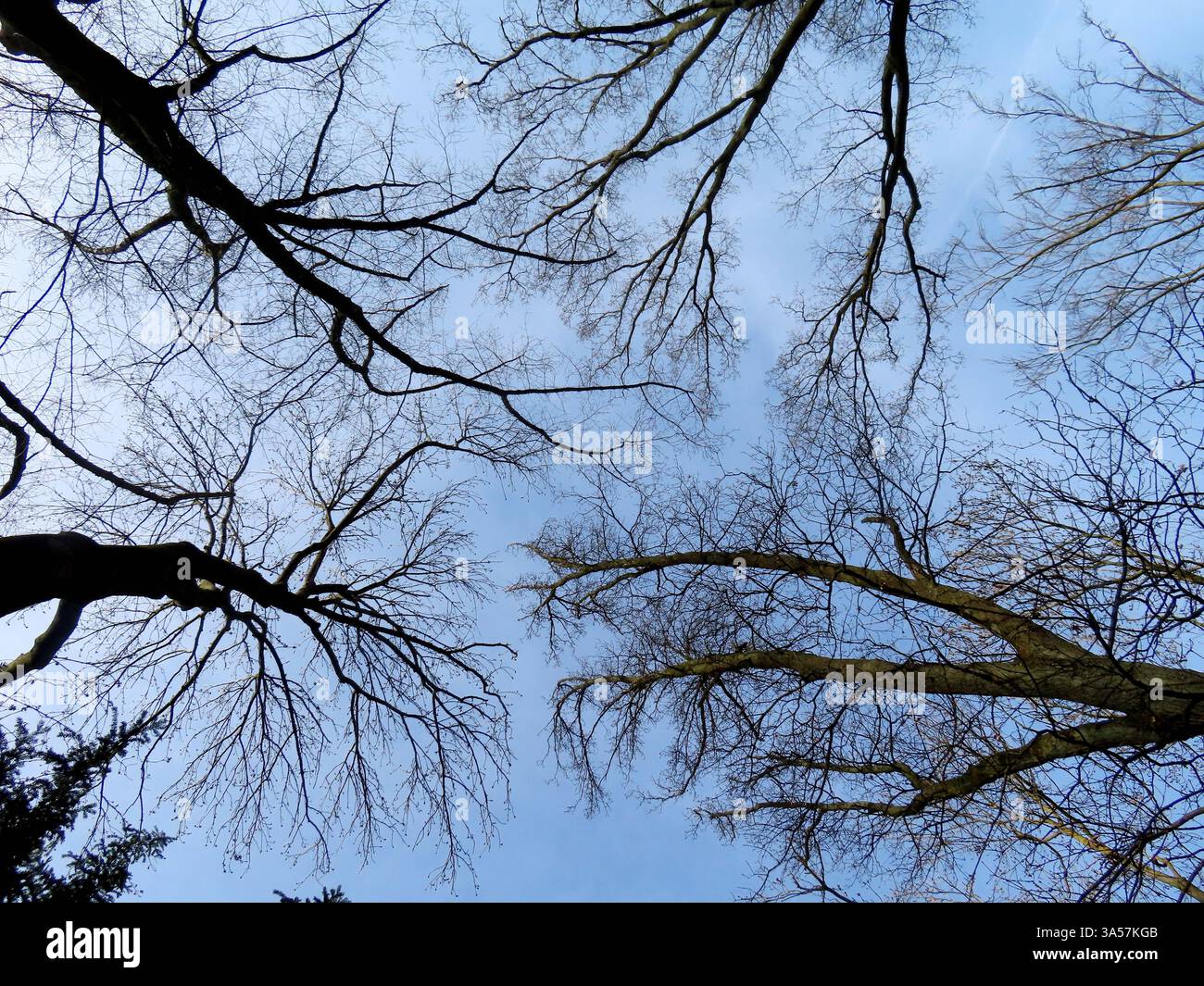 ...es ist Fruehling, aber die großen Baeume lassen sich mit ihrem ...