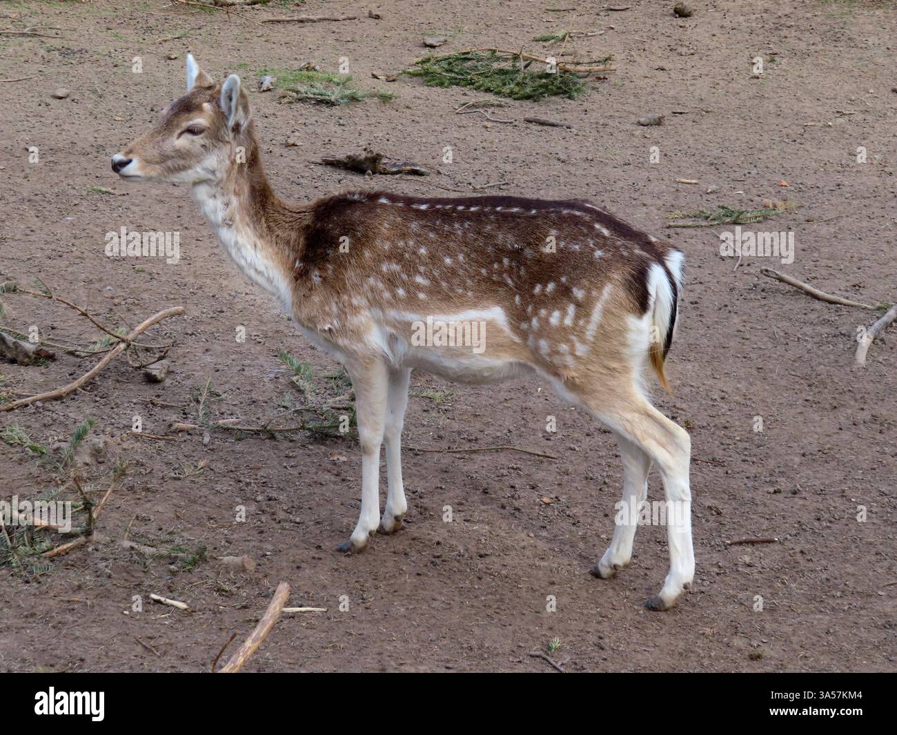 ...etwas unentschlossen das junge Schmaltier - aber so so ist sie halt ...