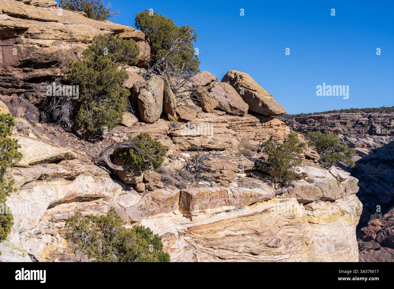 Juniper Trees on the Side of a Windblown Cliff in Canyon De Chelly ...