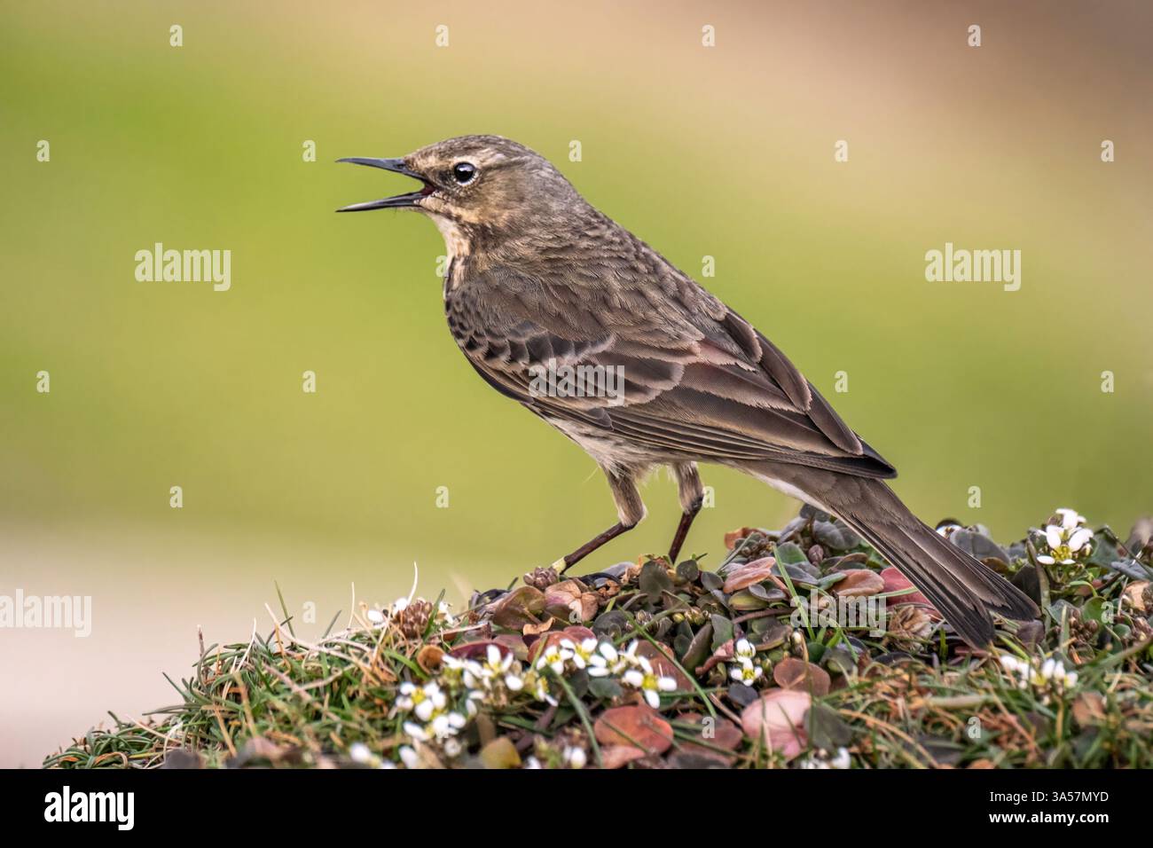 Pipit identification hi-res stock photography and images - Alamy