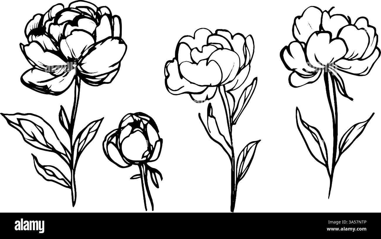 A collection of hand-drawn peony flowers in various stages of bloom ...