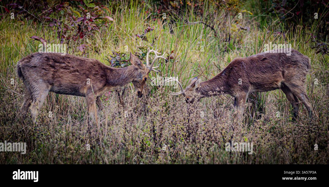 Tior hi-res stock photography and images - Alamy