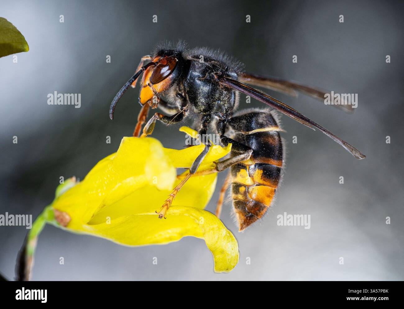 Paris, France. 20th Mar, 2025. Close up on an Asian Hornet ( Vespa ...