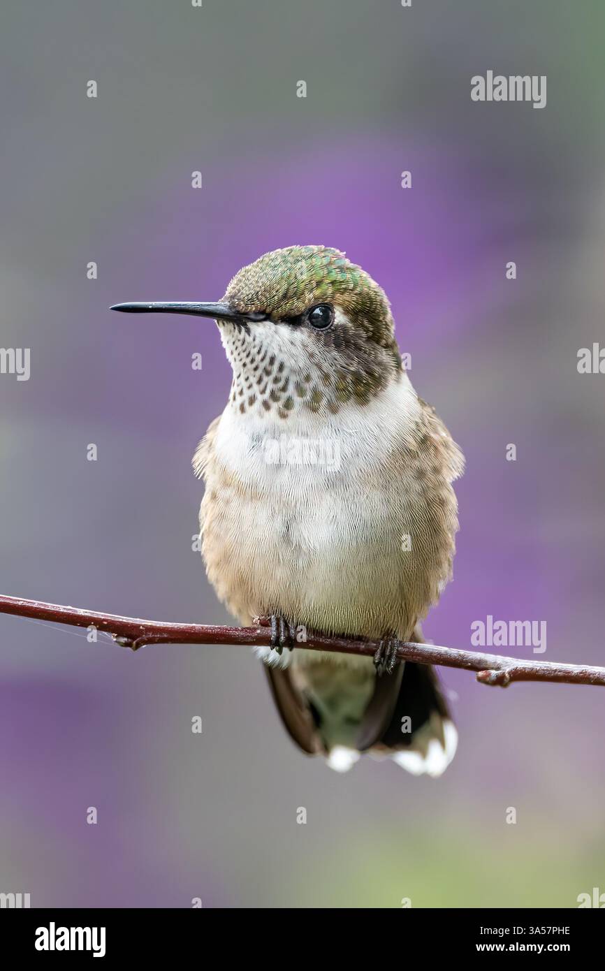Hummingbird aesthetic hi-res stock photography and images - Alamy