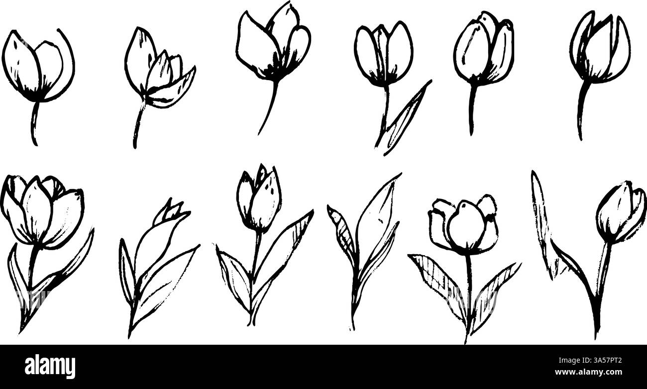 A collection of hand-drawn tulip illustrations in various styles and ...
