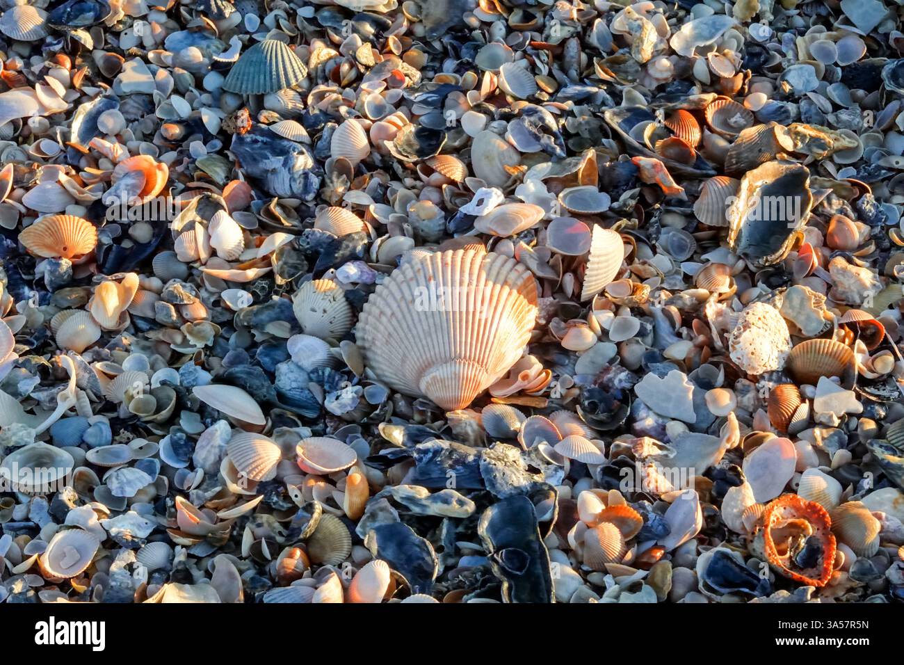 Carolina bay scallop hi-res stock photography and images - Alamy