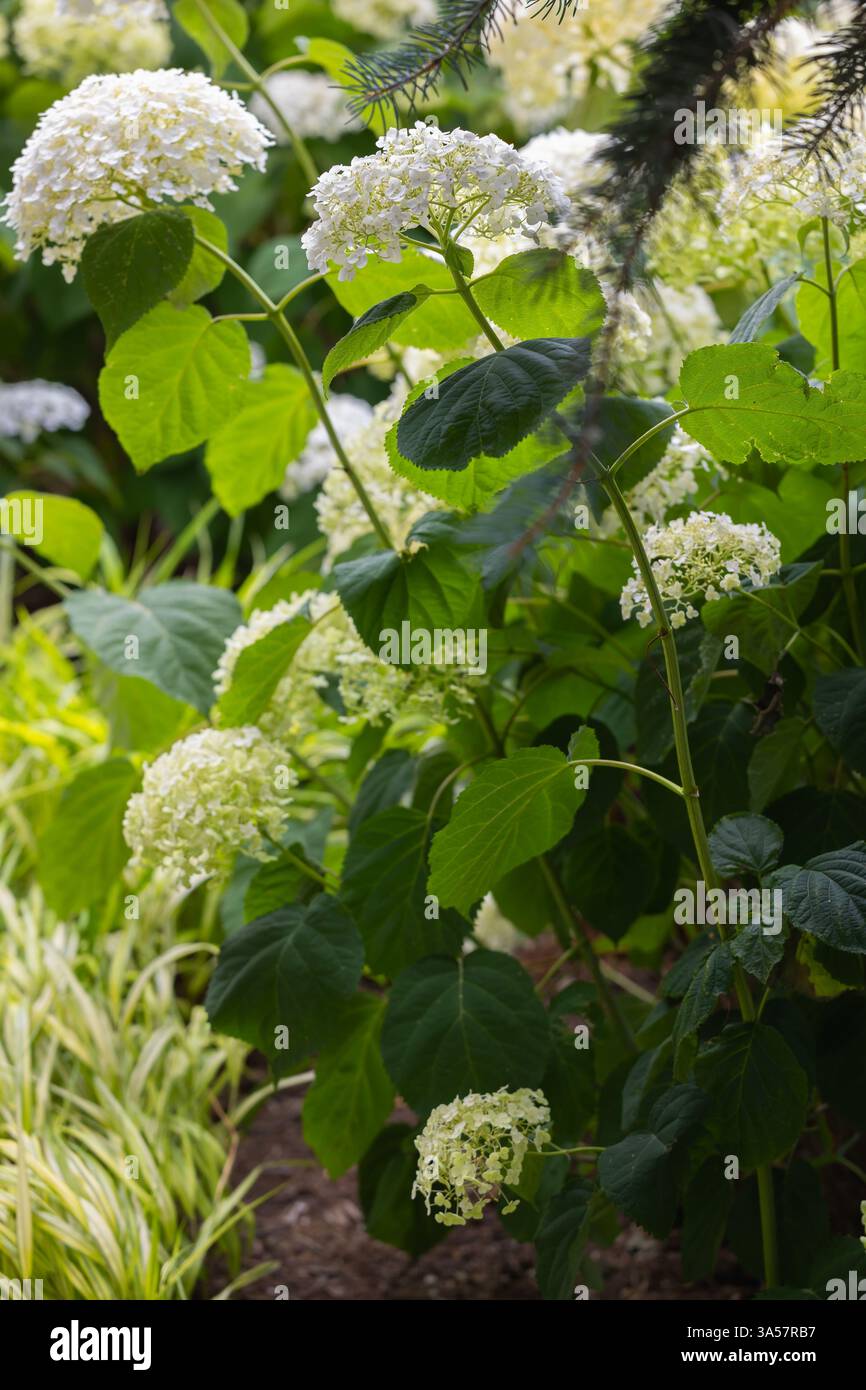 Beautiful limelight hydrangea bushes and Incredible Hydrangea in full ...