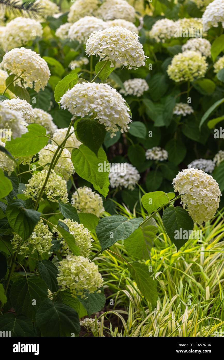 Beautiful limelight hydrangea bushes and Incredible Hydrangea in full ...
