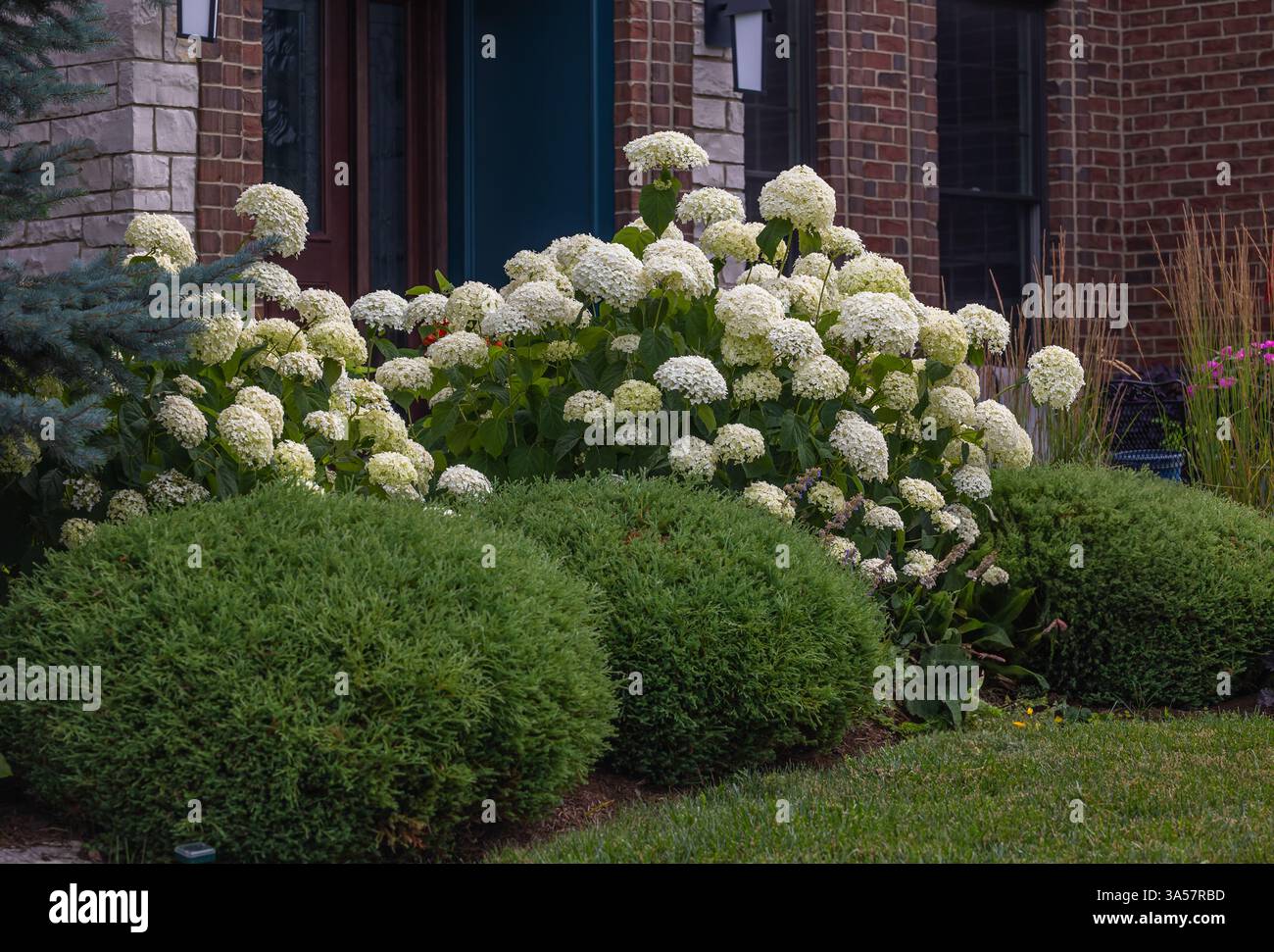 Beautiful limelight hydrangea bushes and Incredible Hydrangea in full ...