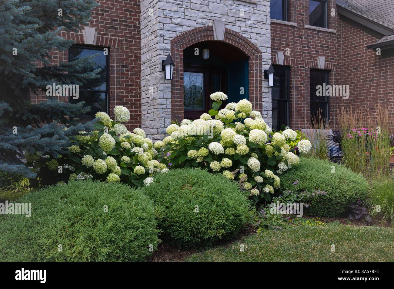Beautiful limelight hydrangea bushes and Incredible Hydrangea in full ...