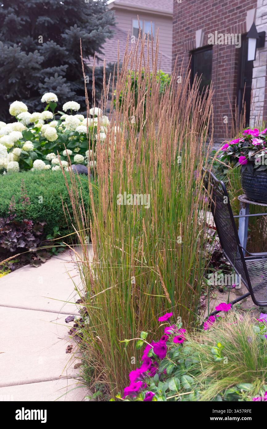 Beautiful limelight hydrangea bushes and Incredible Hydrangea in full ...