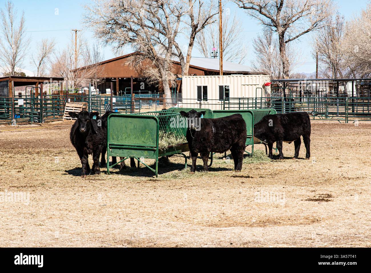 Cattle at feeding time on a ranch eating hay from green bins Stock ...
