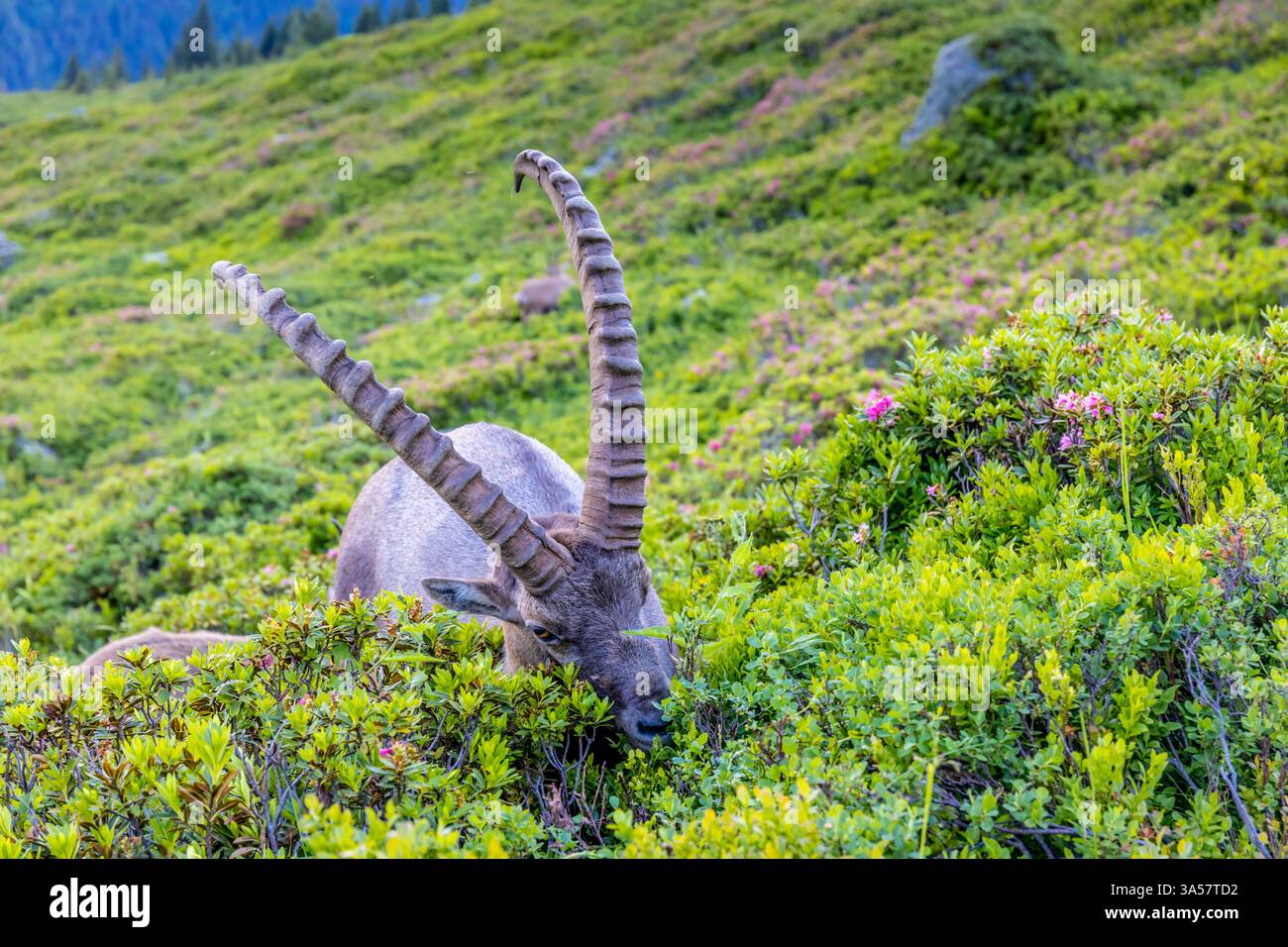Mountain goat, ibex in the Alps. Alpine mammals in the wild nature on ...