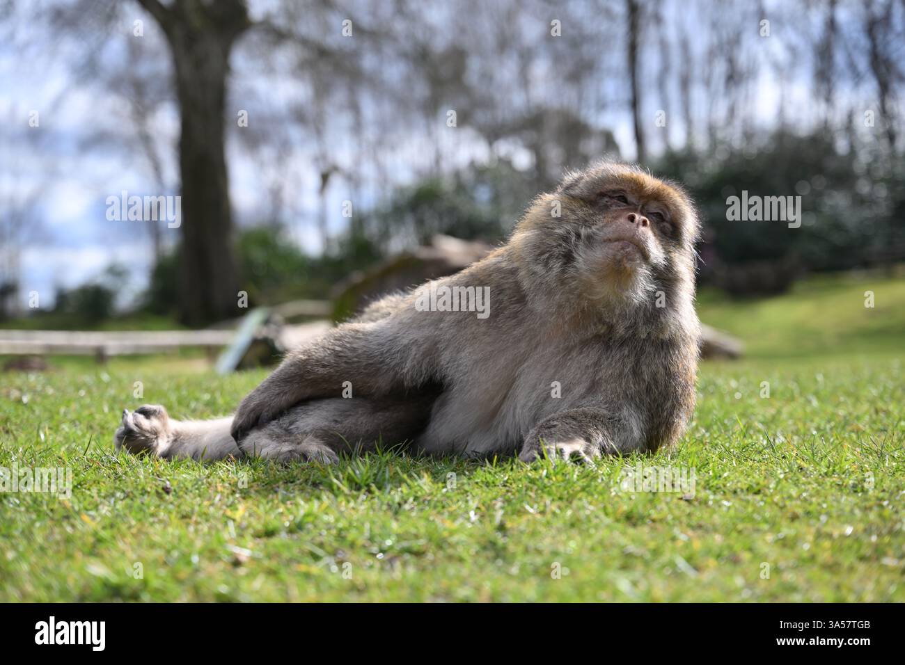 A monkey is laying on the grass in a park. The monkey is relaxed and ...