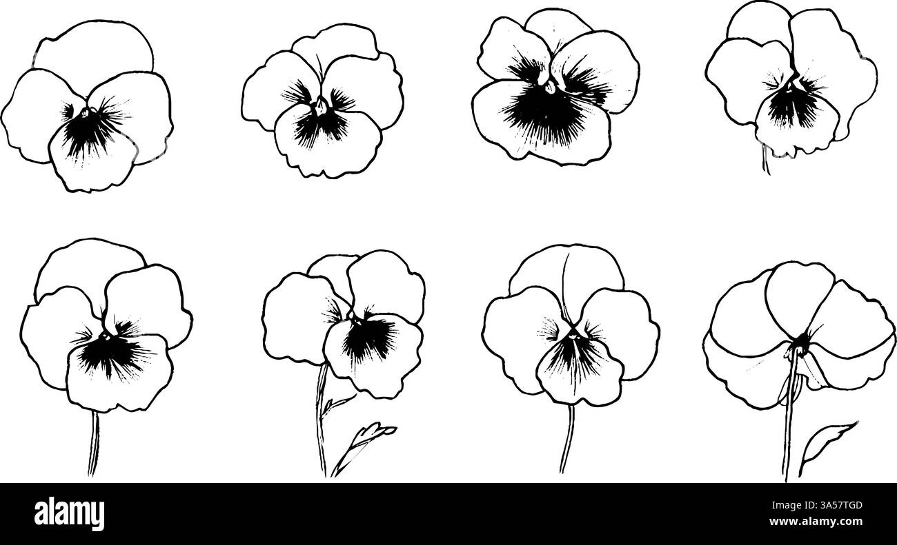 A collection of eight black and white illustrations of pansy flowers ...