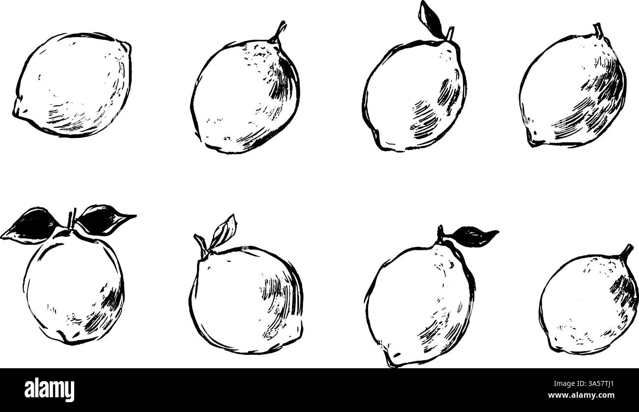 Hand drawn lemon Black and White Stock Photos & Images - Alamy