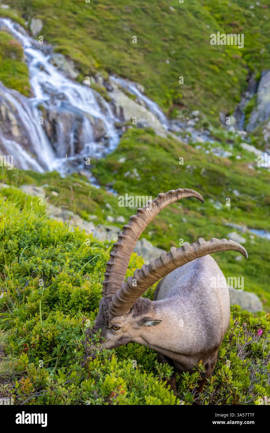 Mountain goat, ibex in the Alps. Alpine mammals in the wild nature on ...