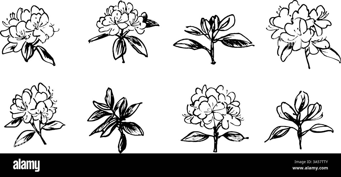 A collection of hand-drawn illustrations of flowers, showcasing various ...