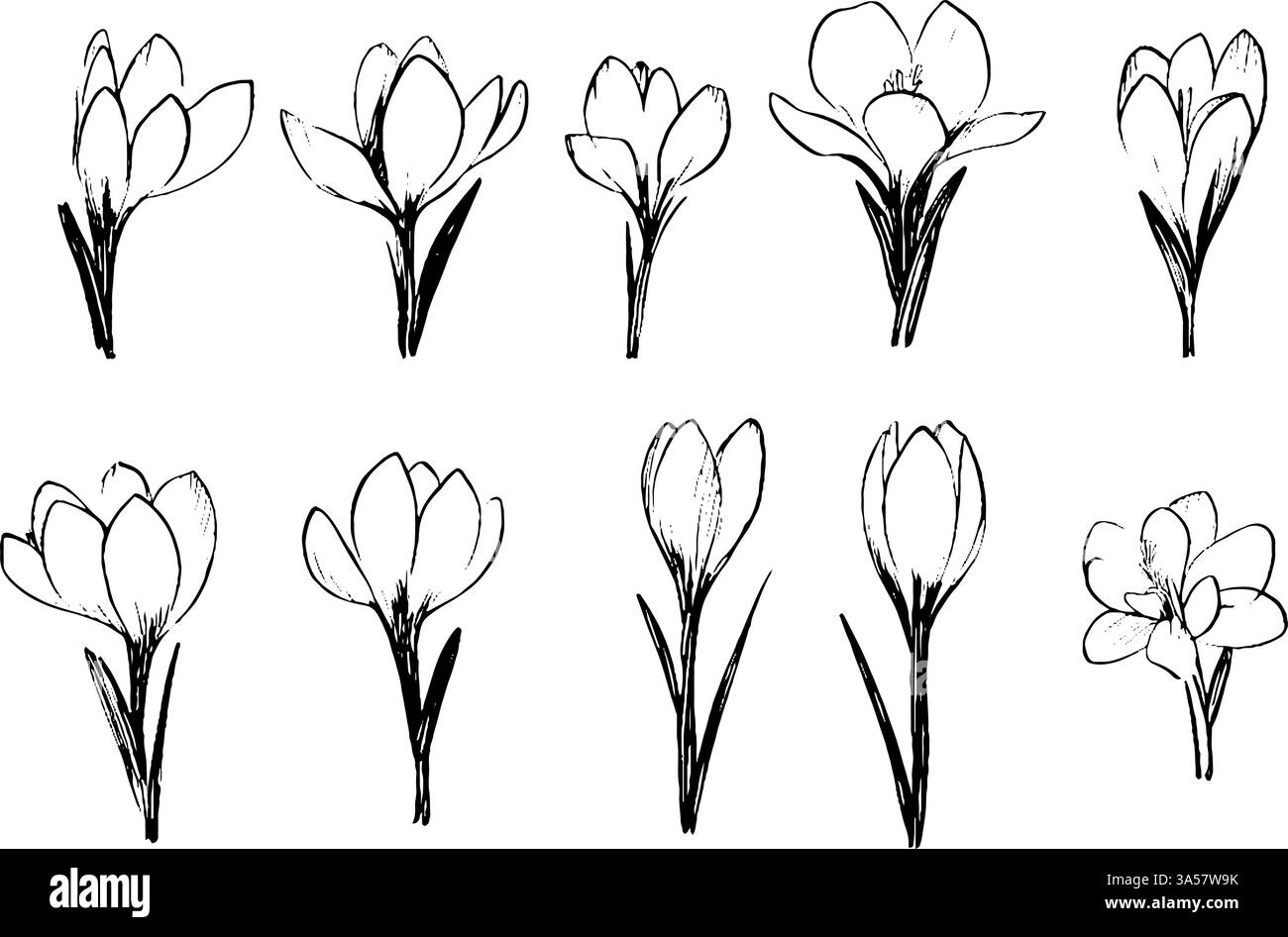 A collection of hand-drawn crocus flowers in various stages of bloom ...