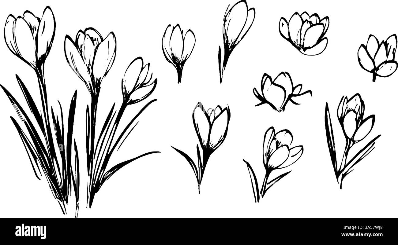 A collection of hand-drawn crocus flowers in various stages of bloom ...
