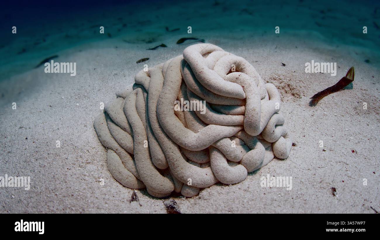Fecal mounds of yellow acorn worm, Ptychodera flava, WAKATOBI ...