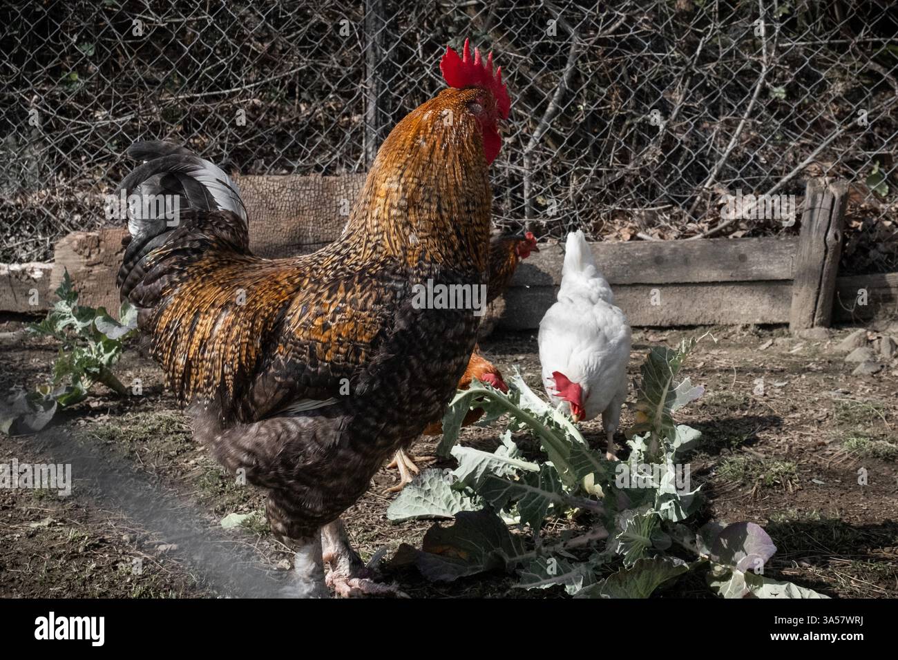 Chickens and rooster in the farmyard Stock Photo - Alamy
